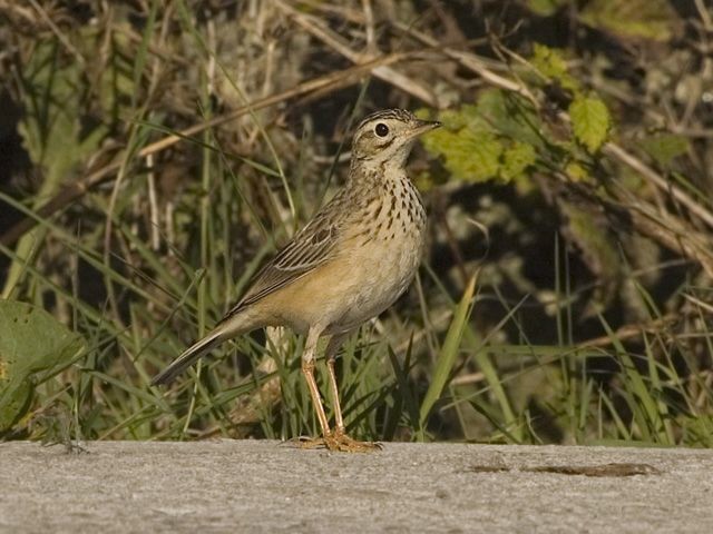 Details : Blyth's Pipit - BirdGuides