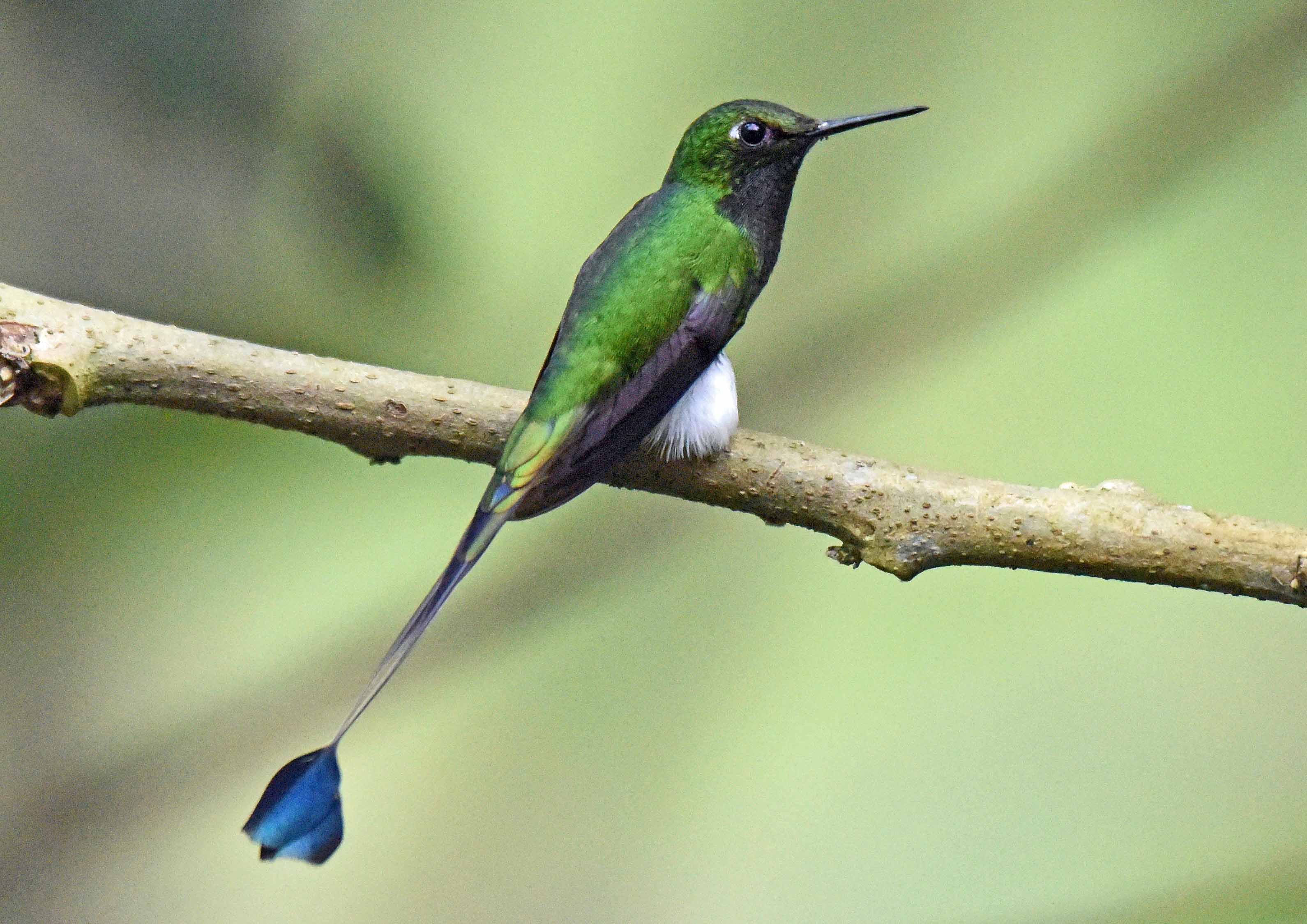 Details : White-booted Racket-tail - BirdGuides