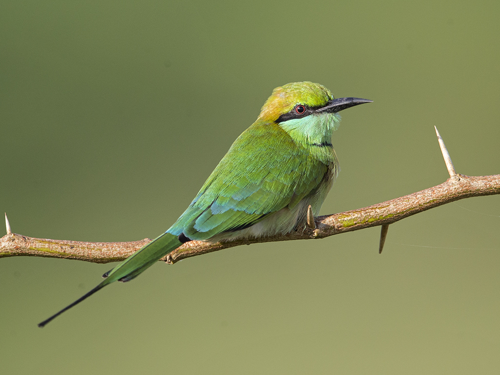 Details : Asian Green Bee-eater - BirdGuides