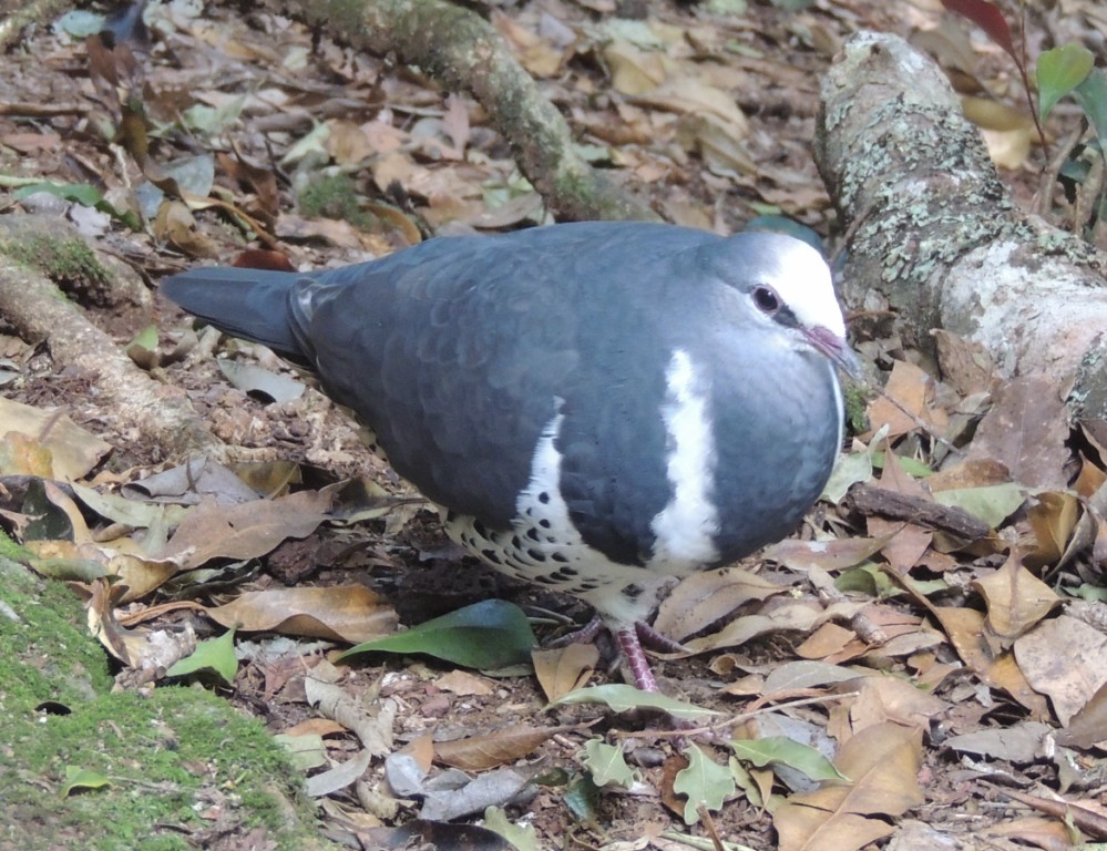 Details : Wonga Pigeon - BirdGuides