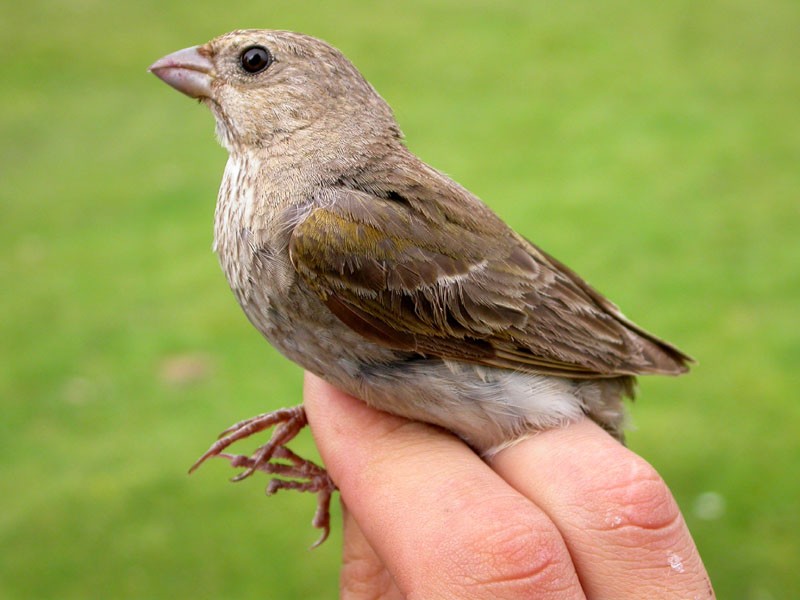 Details : Common Rosefinch - BirdGuides