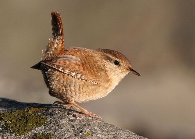 Details : Eurasian Wren - BirdGuides