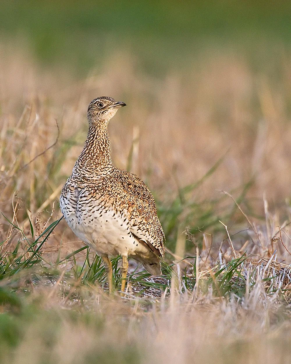 Details : Little Bustard - BirdGuides