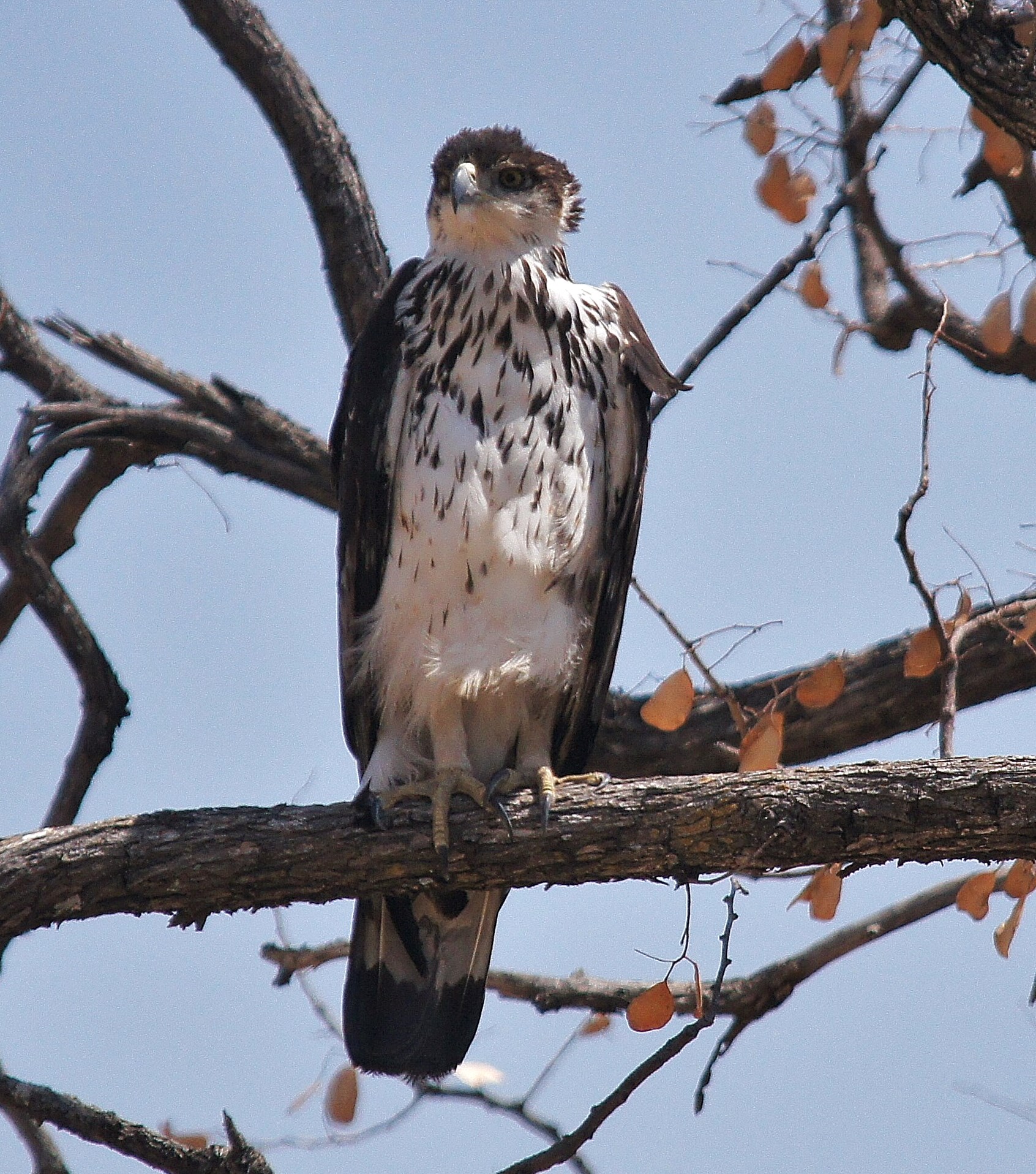 Details : African Hawk-Eagle - BirdGuides