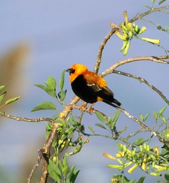 Details : Orange Weaver - BirdGuides