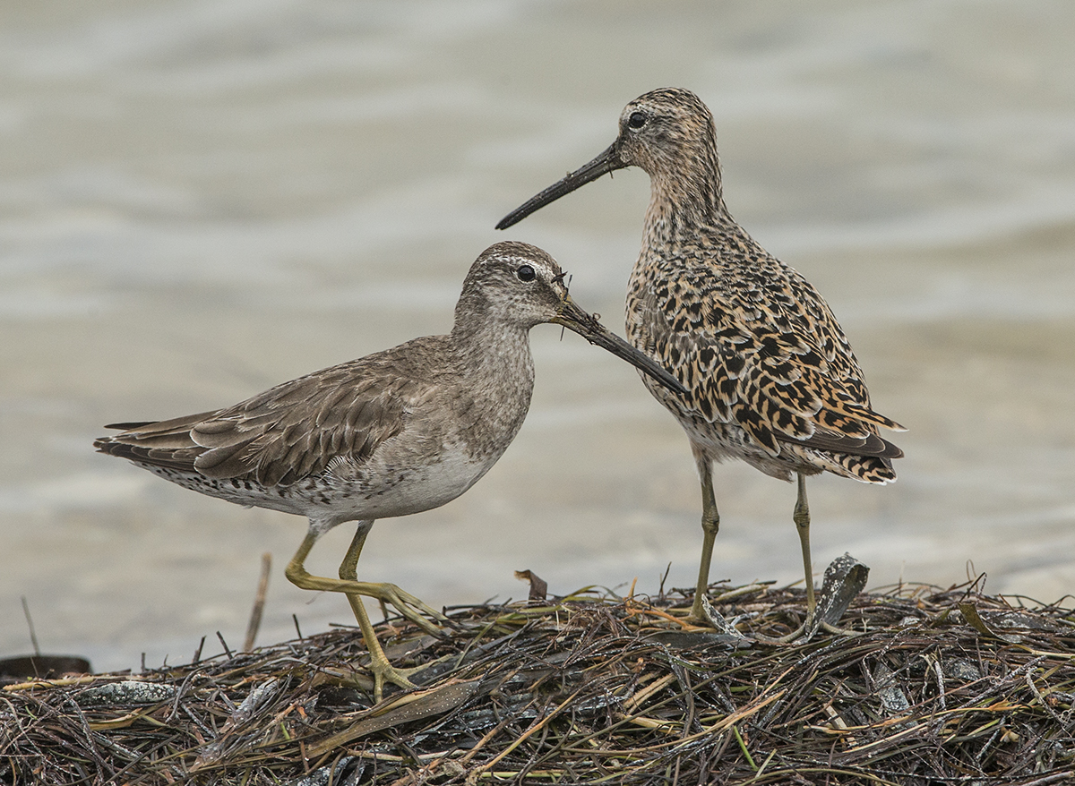 Details : Short-billed Dowitcher - BirdGuides