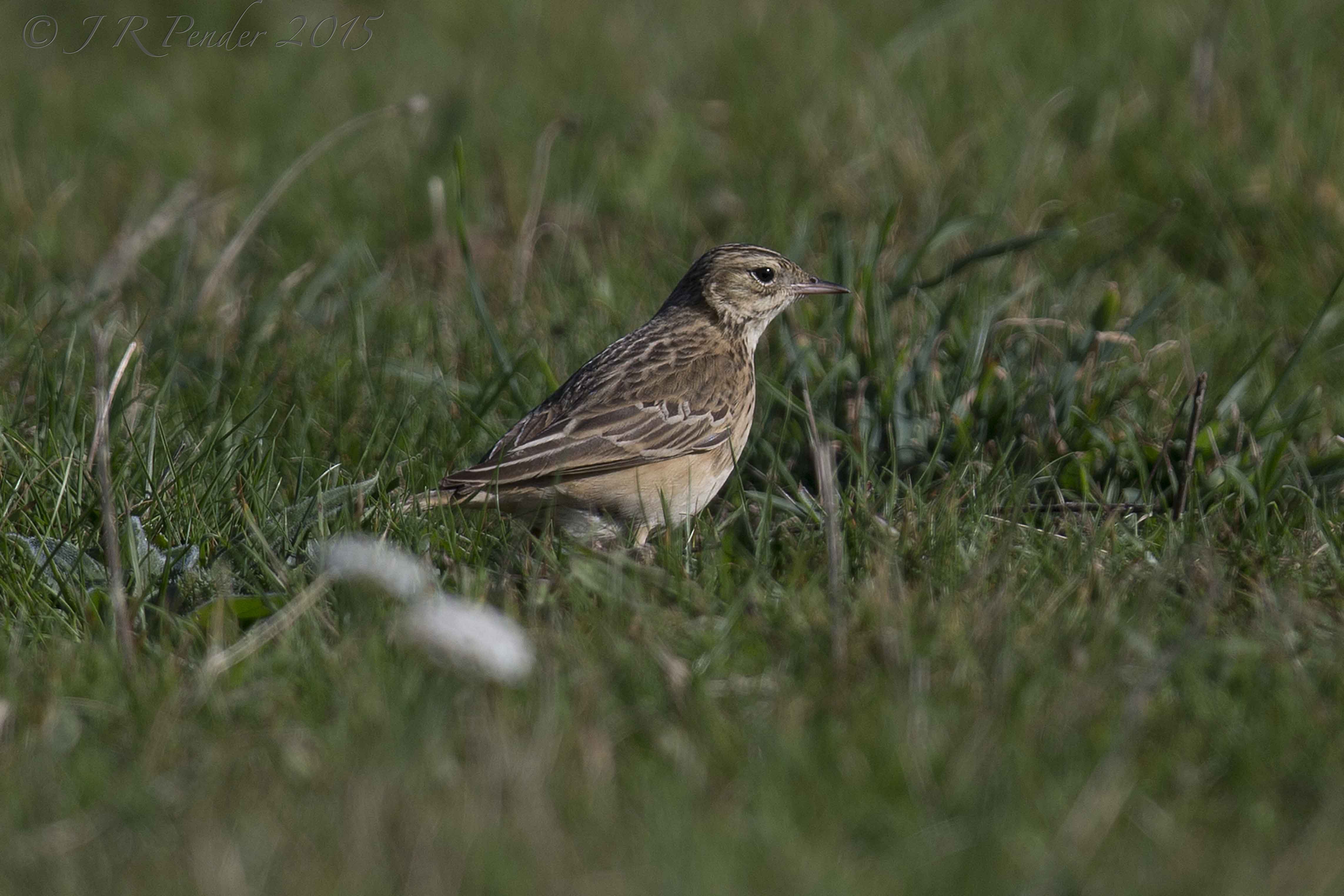 Details : Blyth's Pipit - BirdGuides