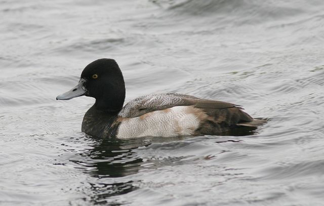 Details : Lesser Scaup - BirdGuides
