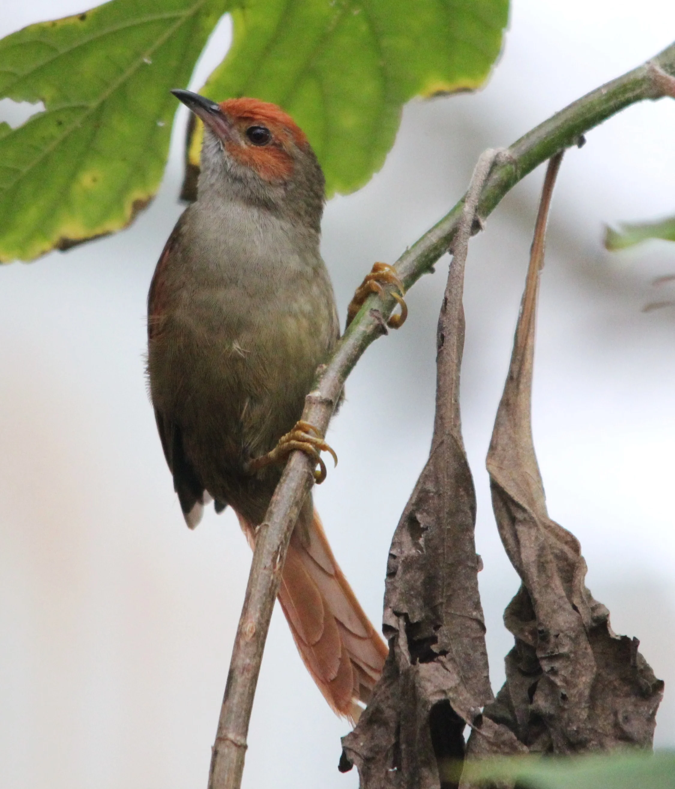 Details : Red-faced Spinetail - BirdGuides