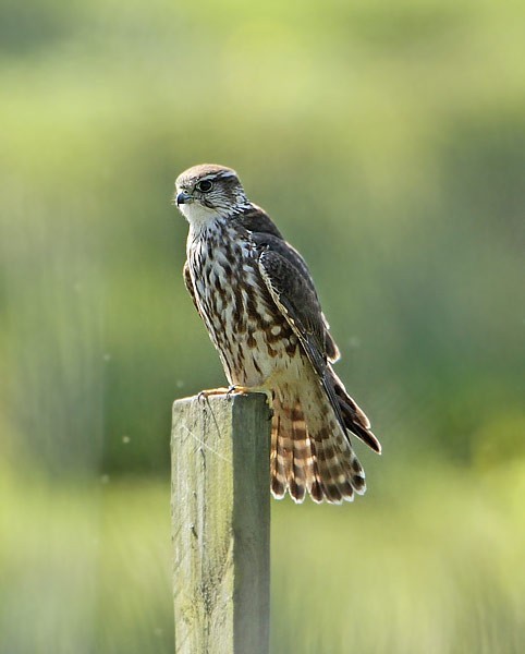 Review of the Week: 22nd-28th April 2010 - BirdGuides