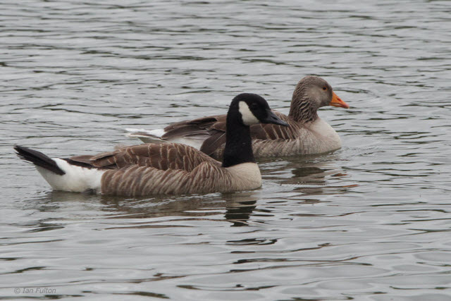 Details : Lesser Canada Goose - BirdGuides