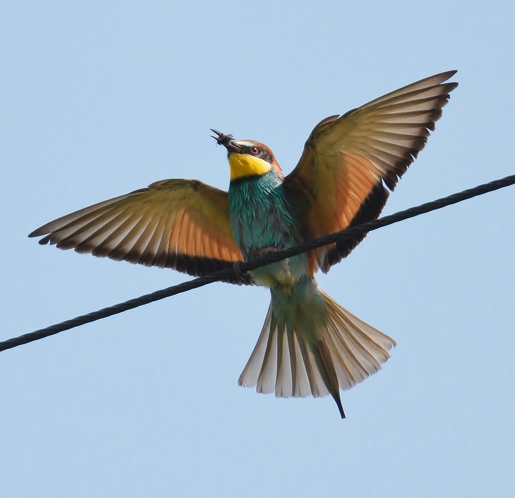 Details : European Bee-eater - BirdGuides