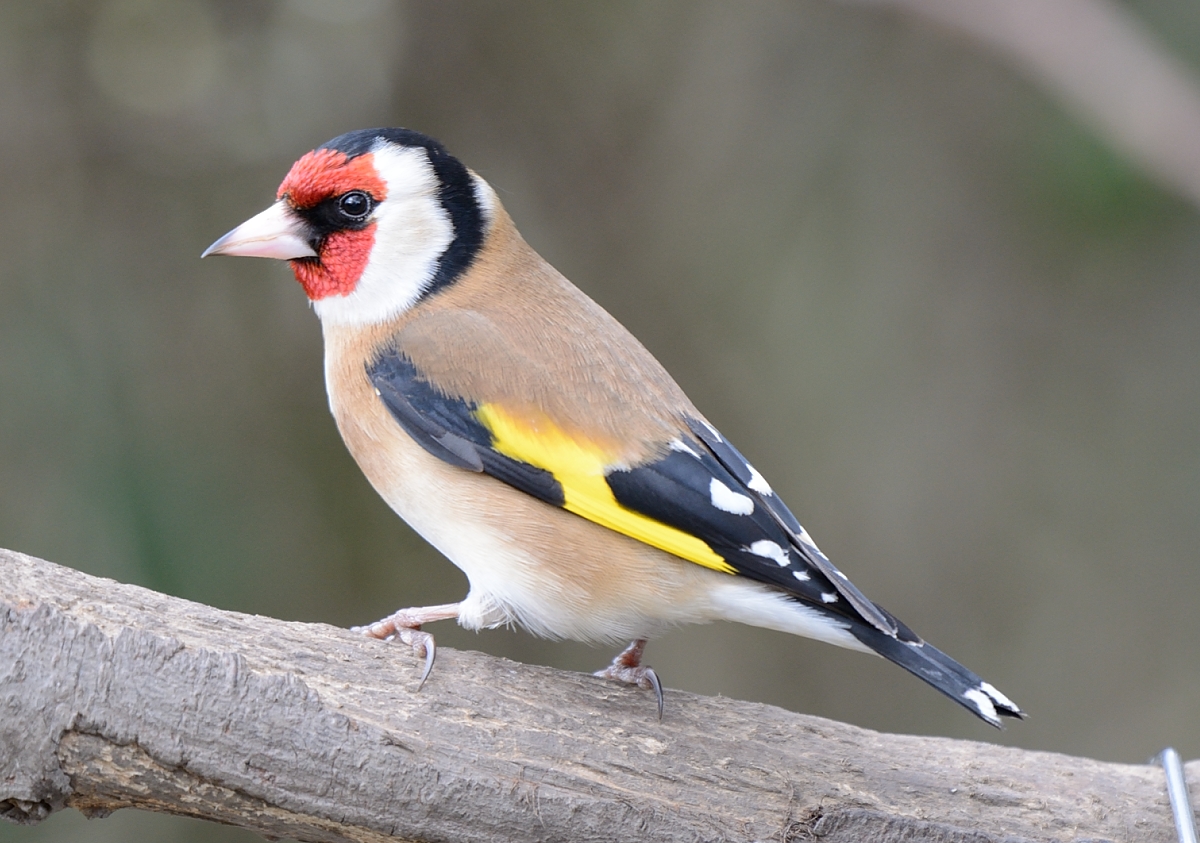 Details : Goldfinch - BirdGuides