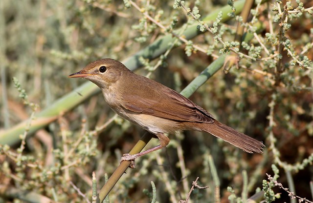 Details : Clamorous Reed Warbler - BirdGuides