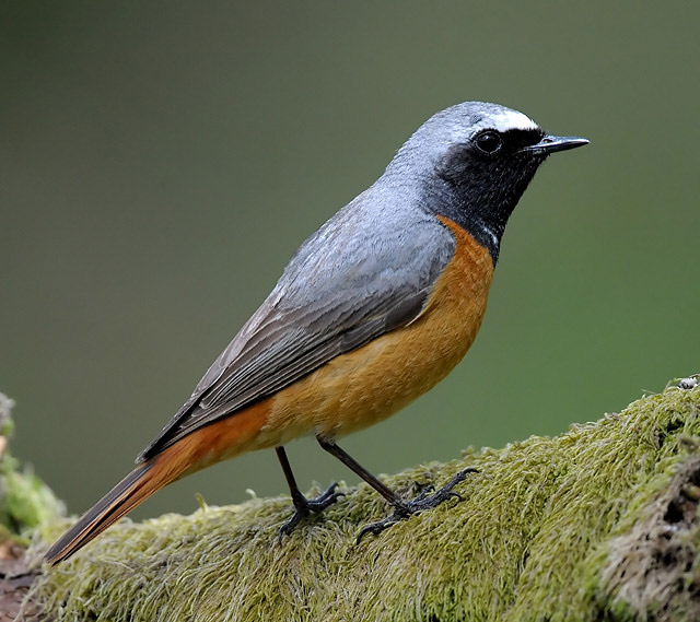 Details : Common Redstart - BirdGuides