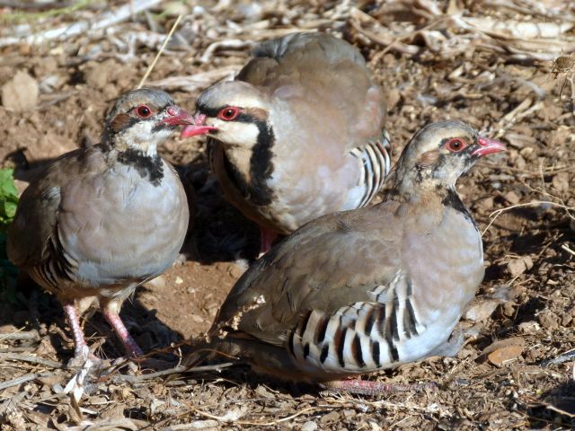 Details : Chukar Partridge - BirdGuides