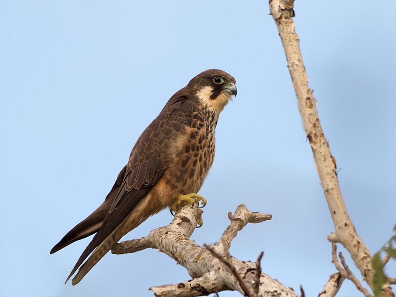 Details : Eleonora's Falcon - BirdGuides