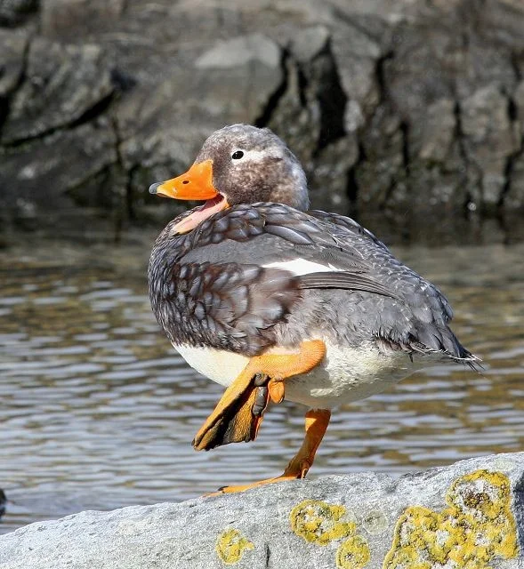 Details : Falkland Steamer Duck - BirdGuides