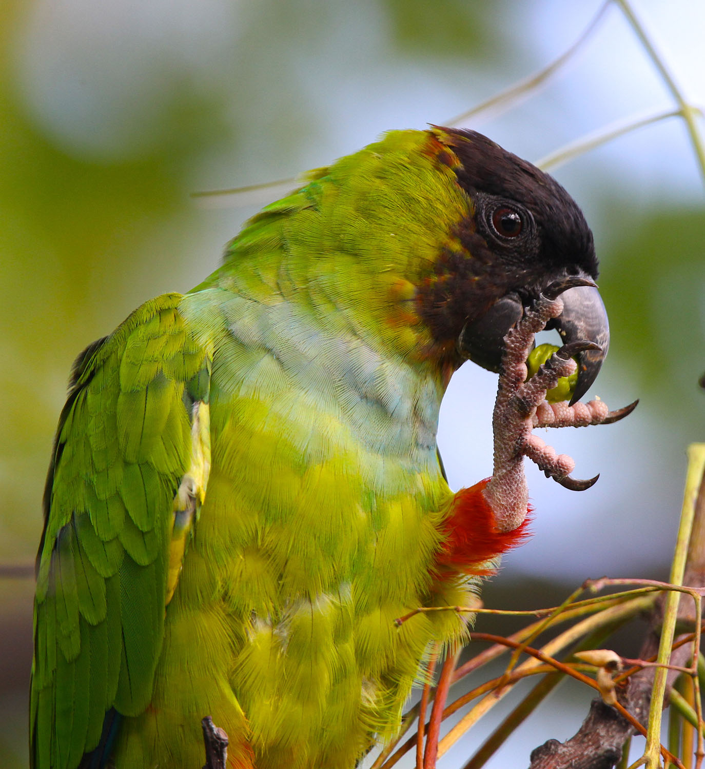 Details : Nanday Parakeet - BirdGuides