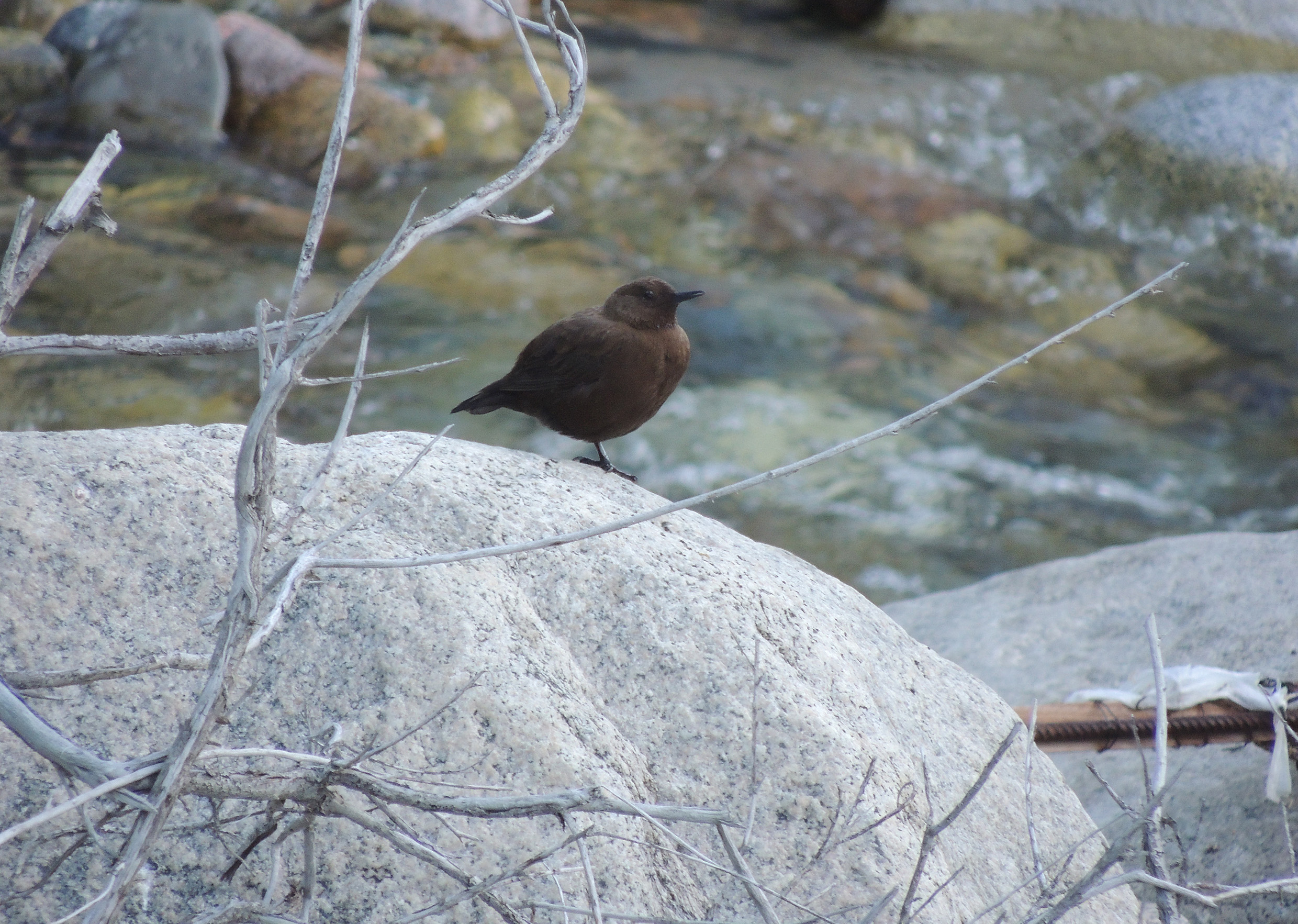 Details : Brown Dipper - BirdGuides