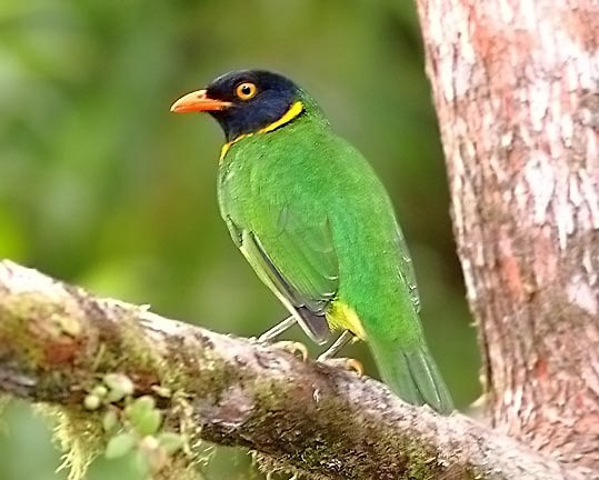 Details : Orange-breasted Fruiteater - BirdGuides
