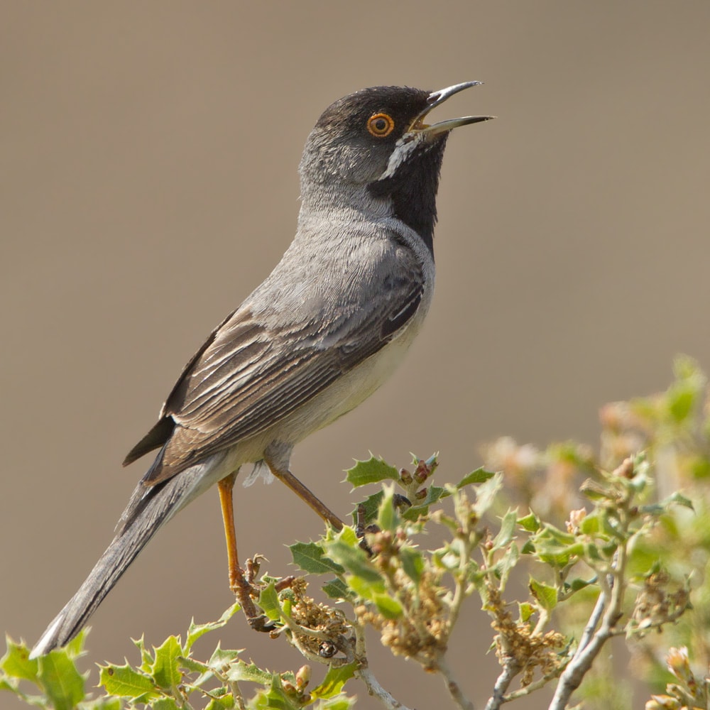 Rüppell's Warbler by Jamie MacArthur - BirdGuides