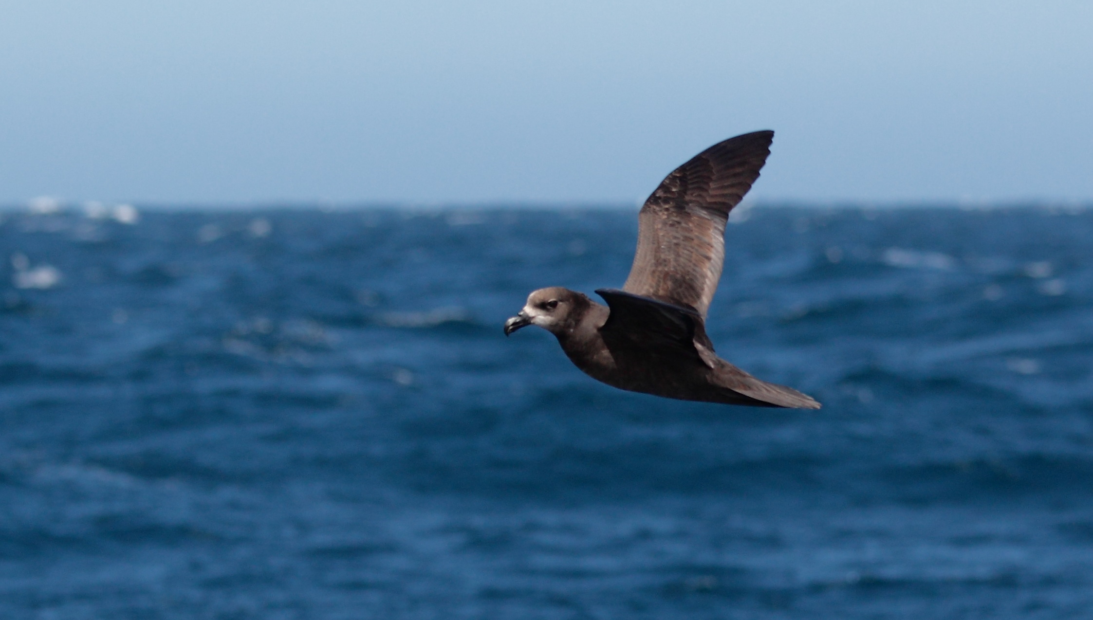 Details : Great-winged Petrel - BirdGuides