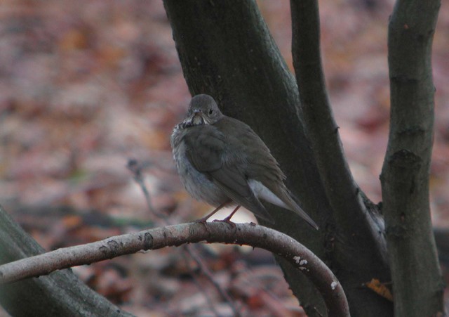 Details : Catharus sp - BirdGuides