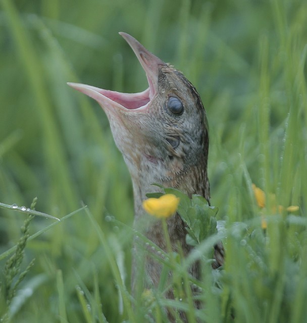 Corncrake recovery back on track - BirdGuides