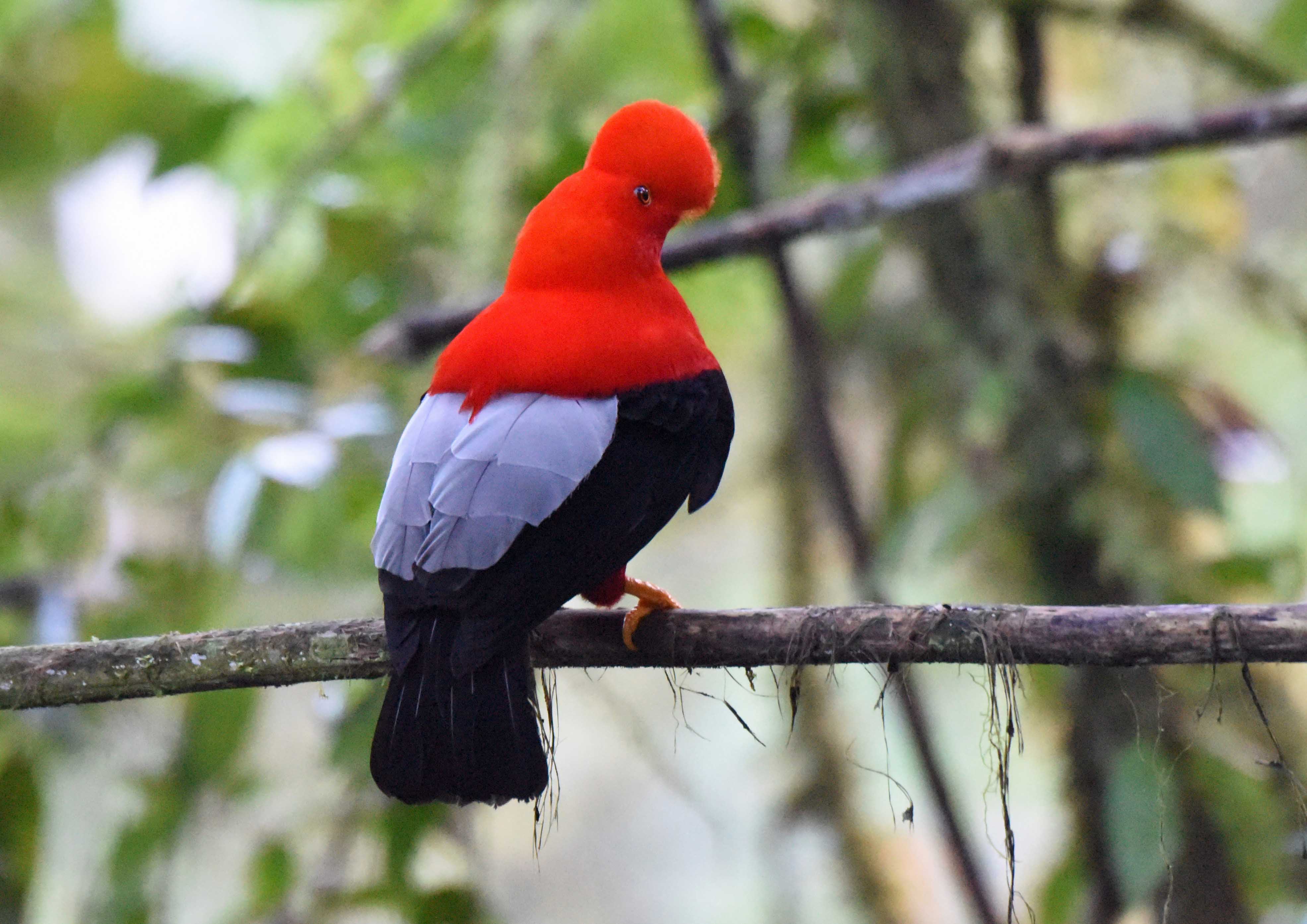Details : Andean Cock-of-the-rock - BirdGuides