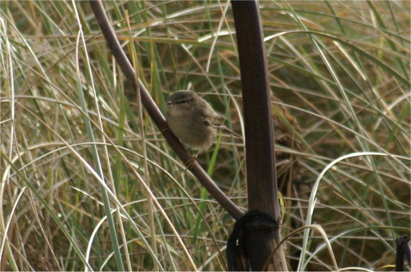 Details : Dusky Warbler - BirdGuides
