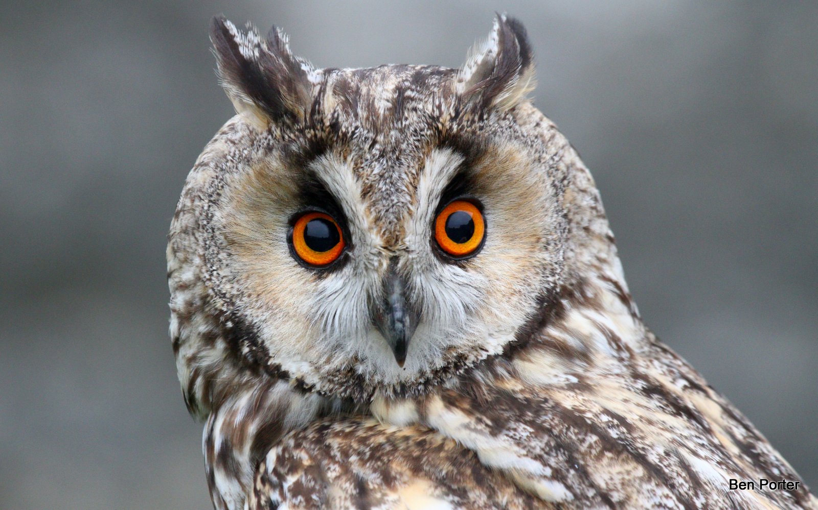 Long Eared Owl