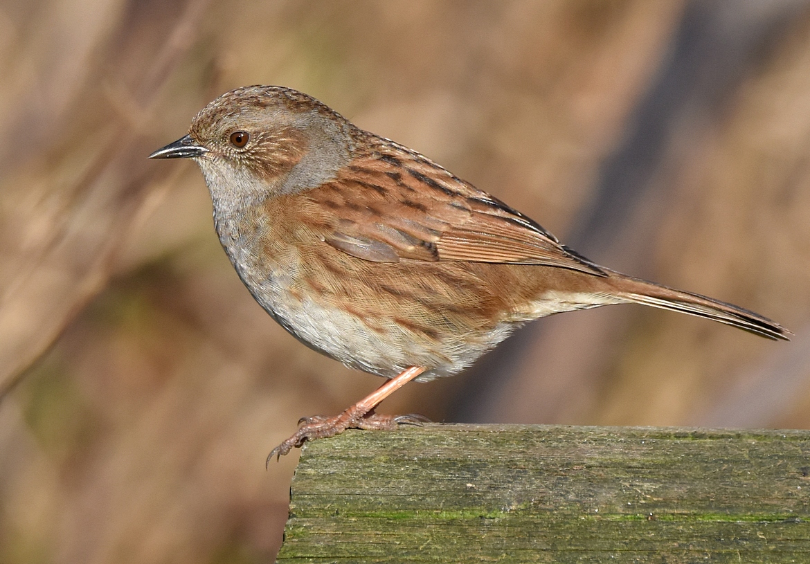 Details : Dunnock - BirdGuides