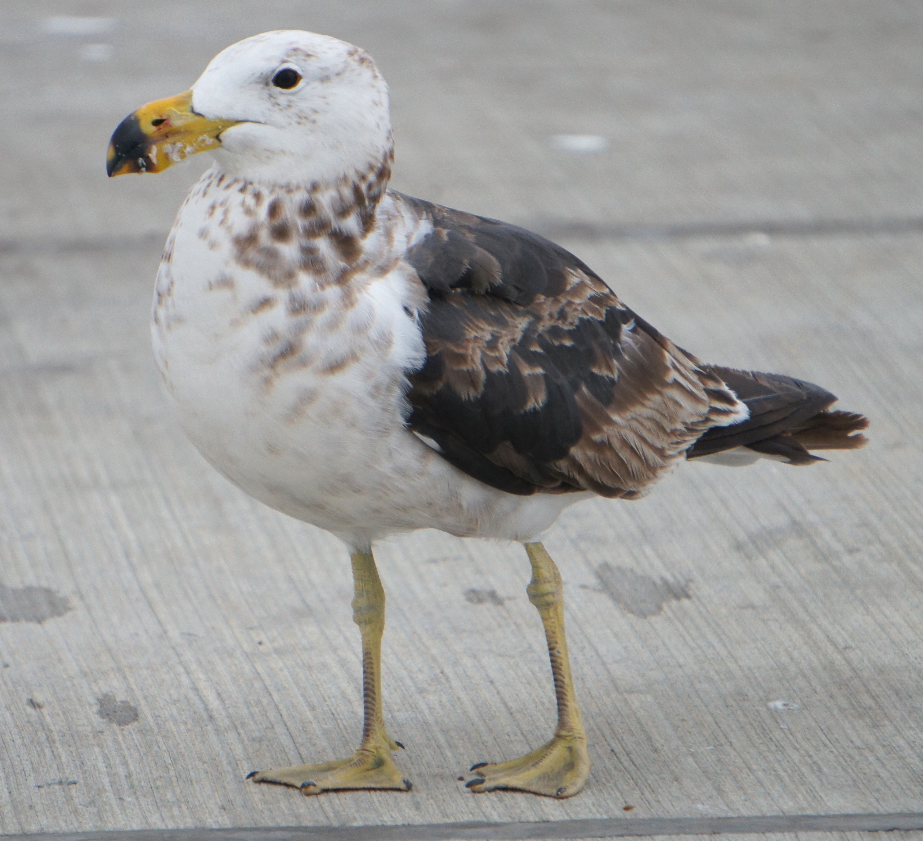 Details : Pacific Gull - BirdGuides