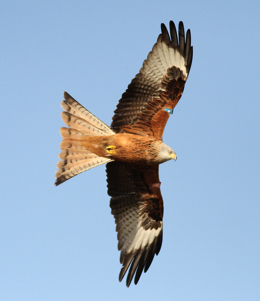 Another poor breeding season for the northeast's Red Kites - BirdGuides