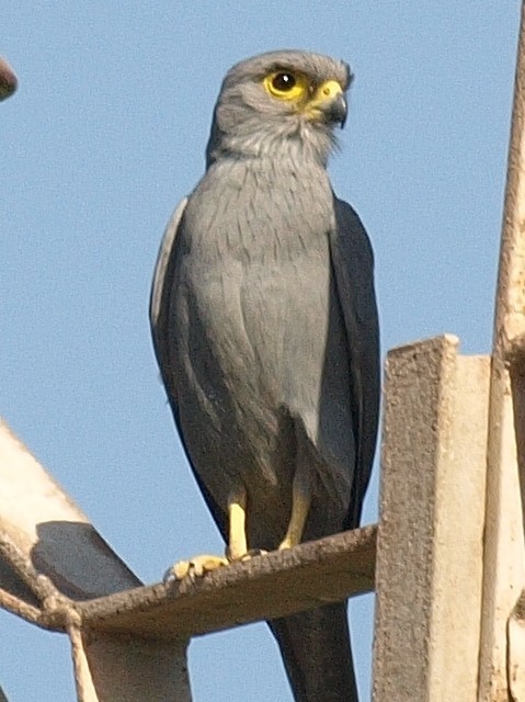 Details : Grey Kestrel - BirdGuides