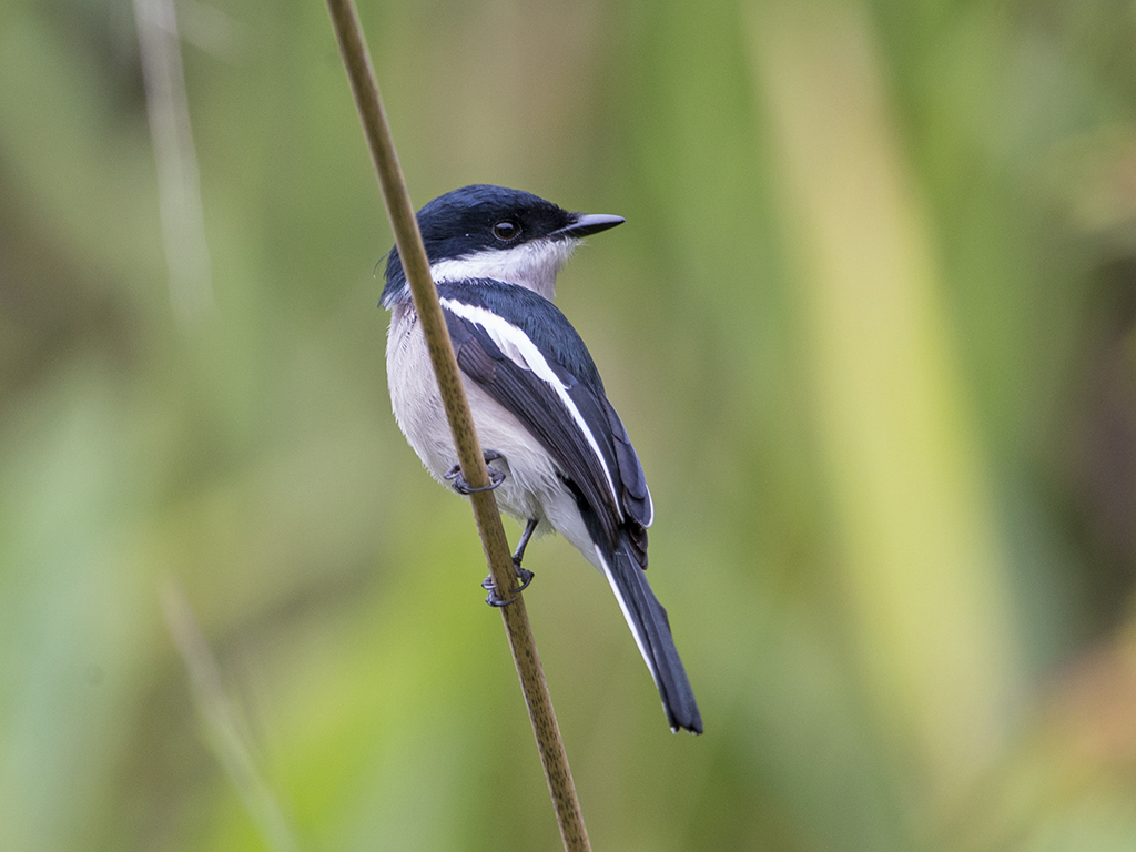 Details : Bar-winged Flycatcher-shrike - BirdGuides