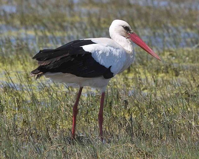 Details : White Stork - BirdGuides