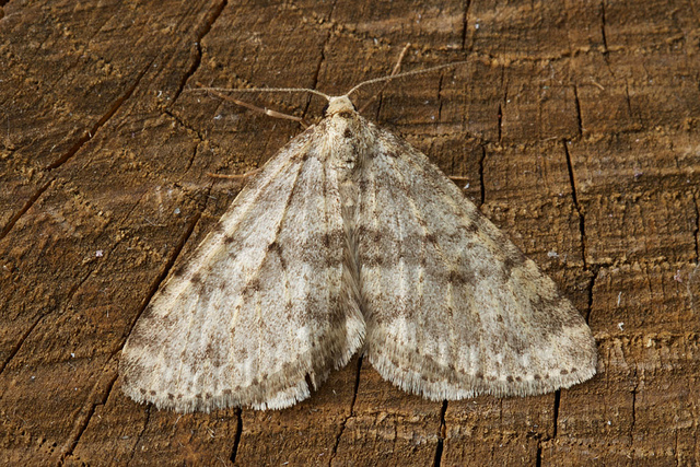 Details : Mottled Grey - BirdGuides