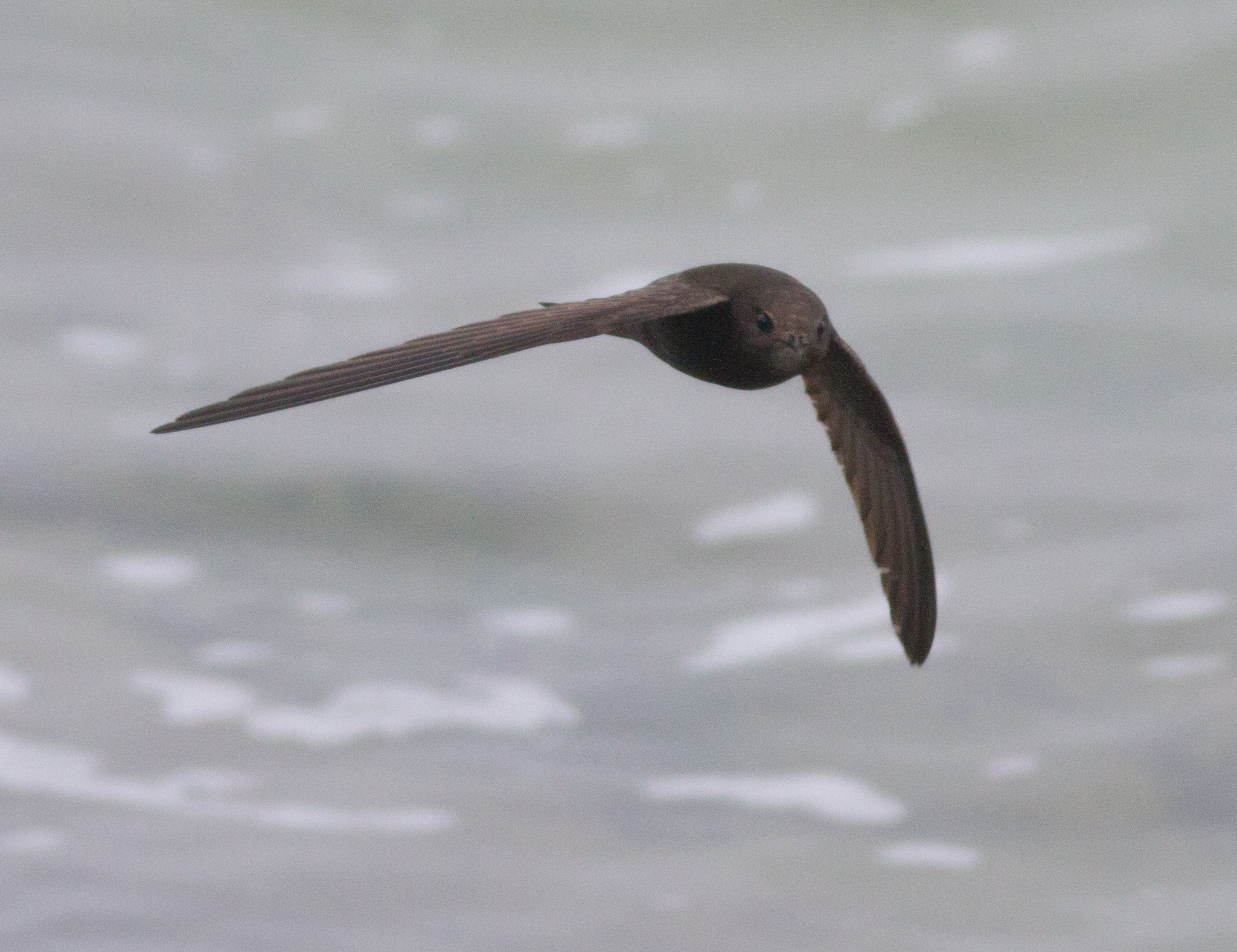 Details : Common Swift - BirdGuides