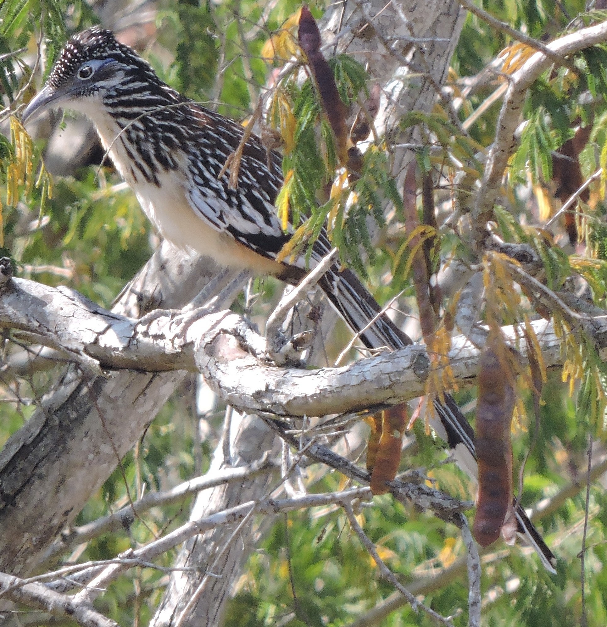Details : Lesser Roadrunner - BirdGuides