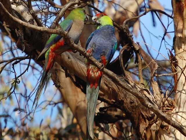 Details : Red-capped Parrot - BirdGuides