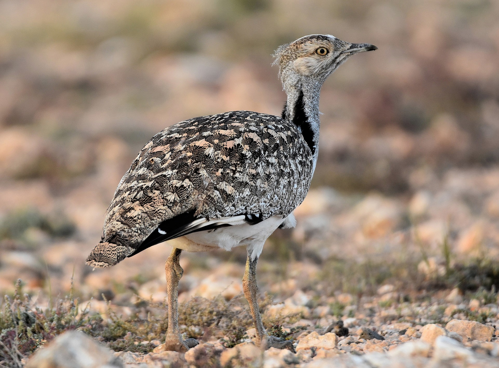 Details : Houbara Bustard - BirdGuides
