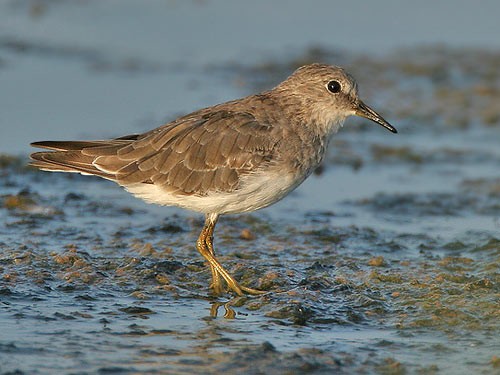 Details : Temminck's Stint - BirdGuides