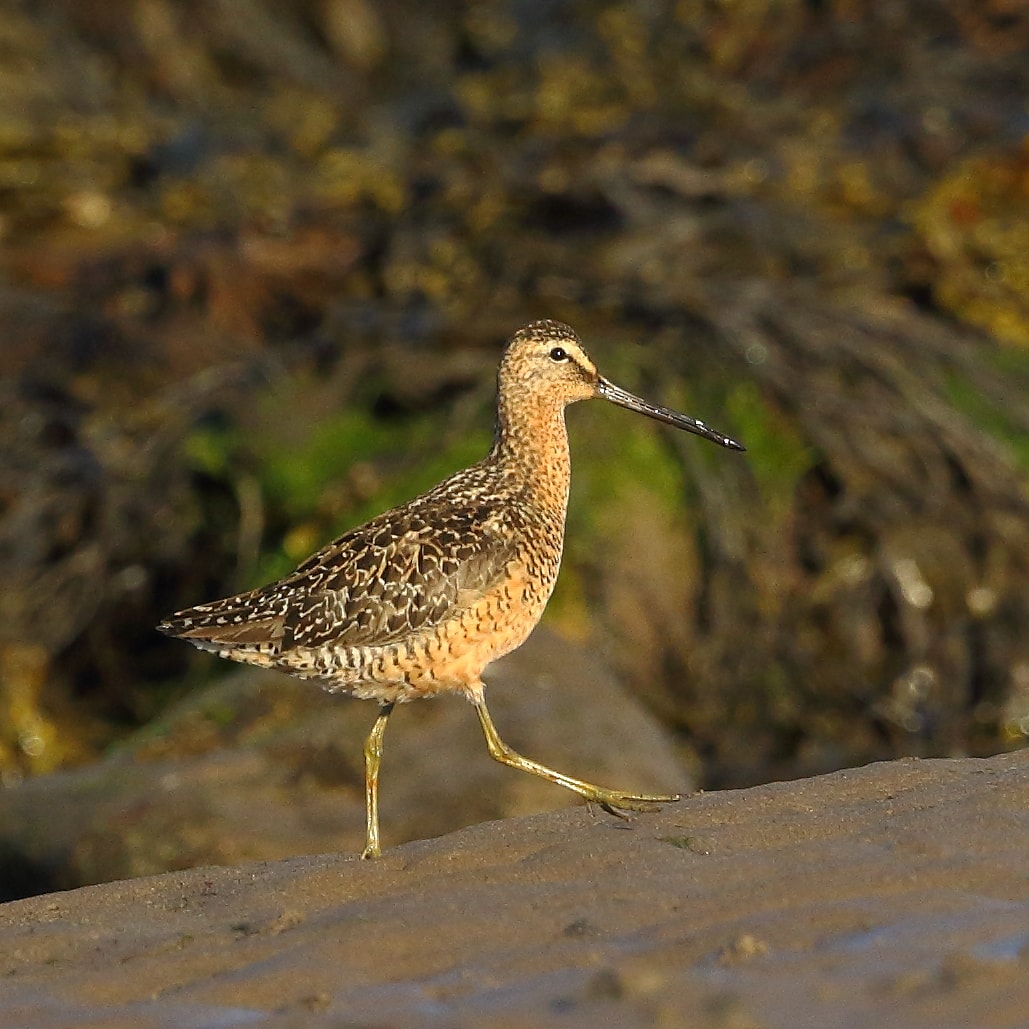 Long-billed Dowitcher by Heiko Peters - BirdGuides