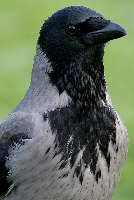 Details : Hooded Crow - BirdGuides