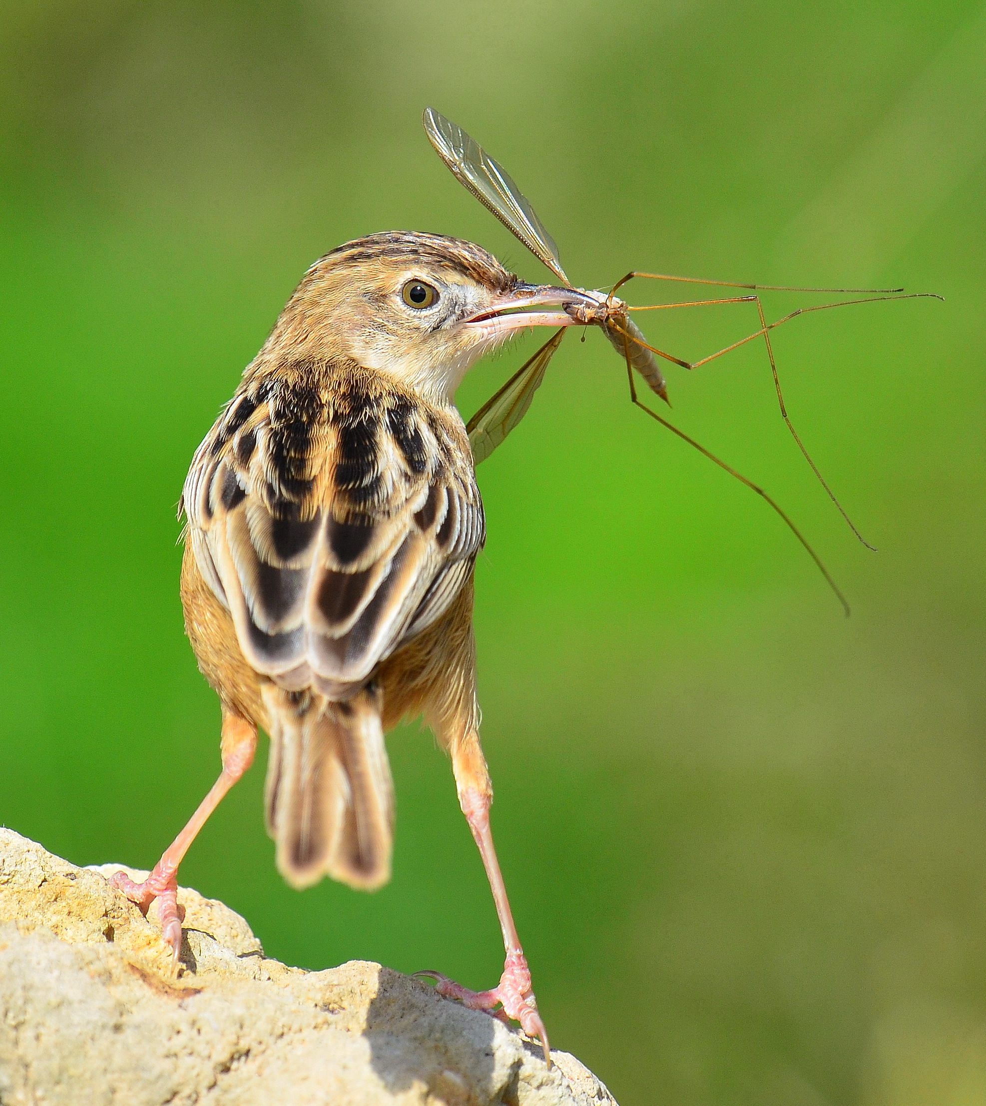 Details : Zitting Cisticola - BirdGuides