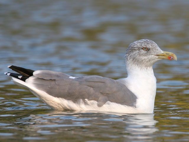 Details : Azores Gull - BirdGuides