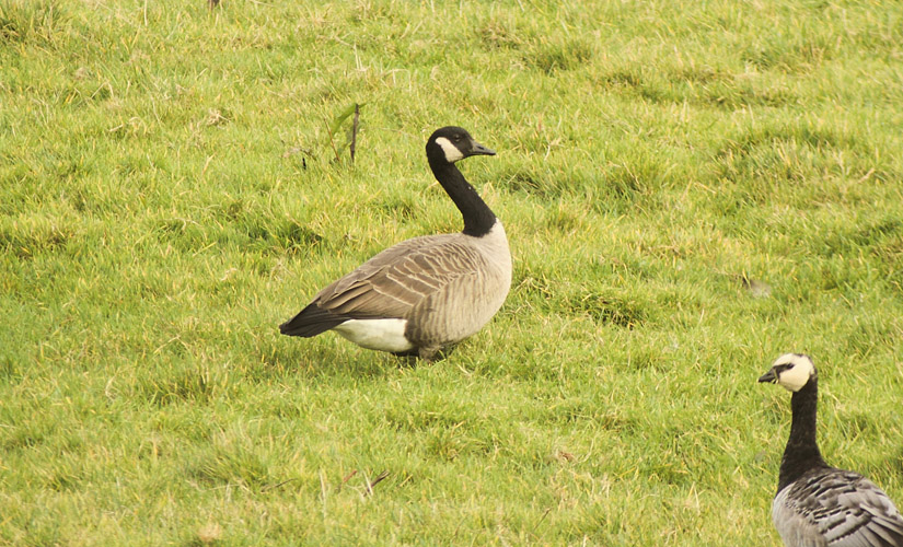 Details : Lesser Canada Goose - BirdGuides
