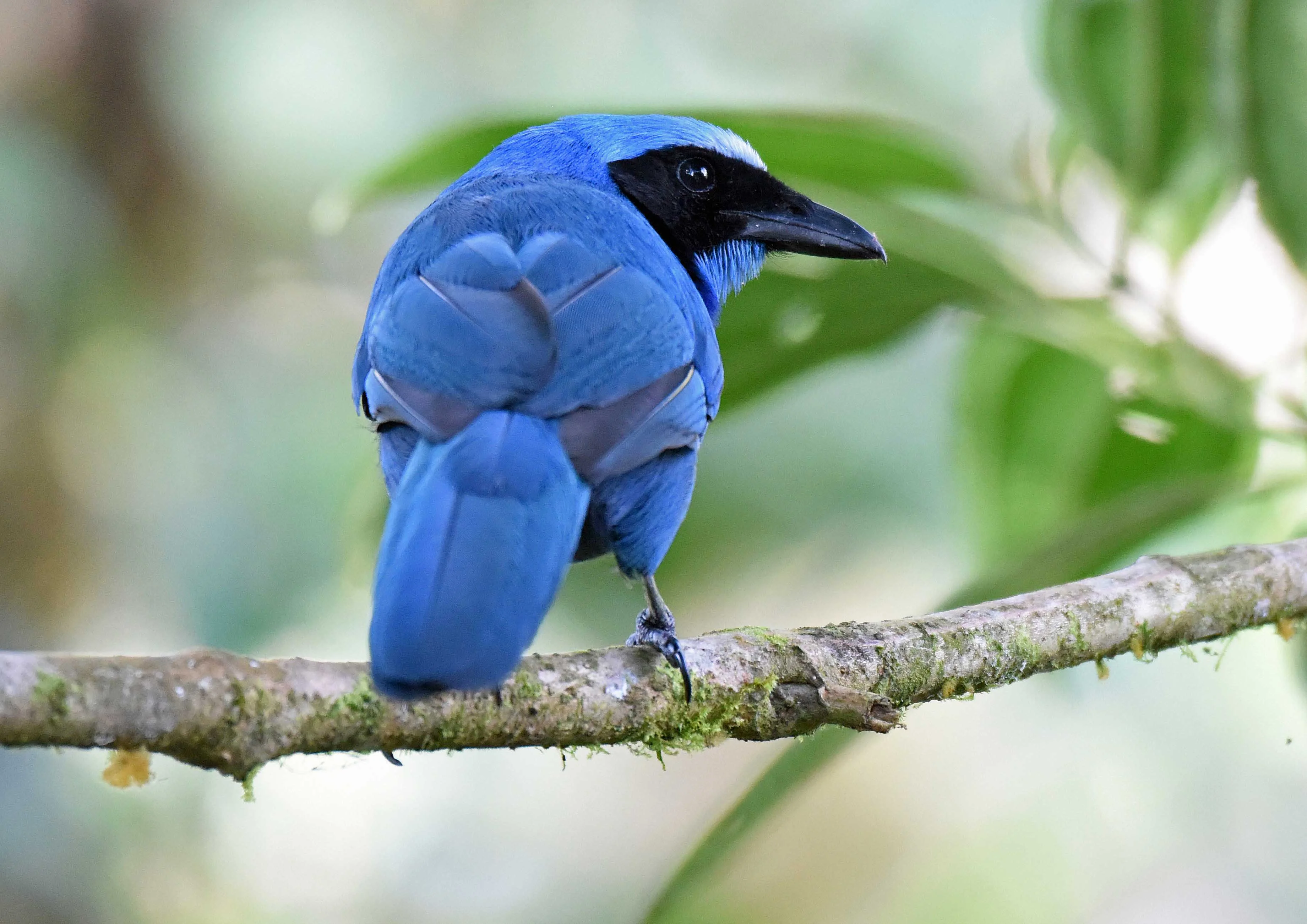 Details : Turquoise Jay - BirdGuides